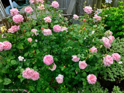 A WORLD OF ROSES – Annika Perry