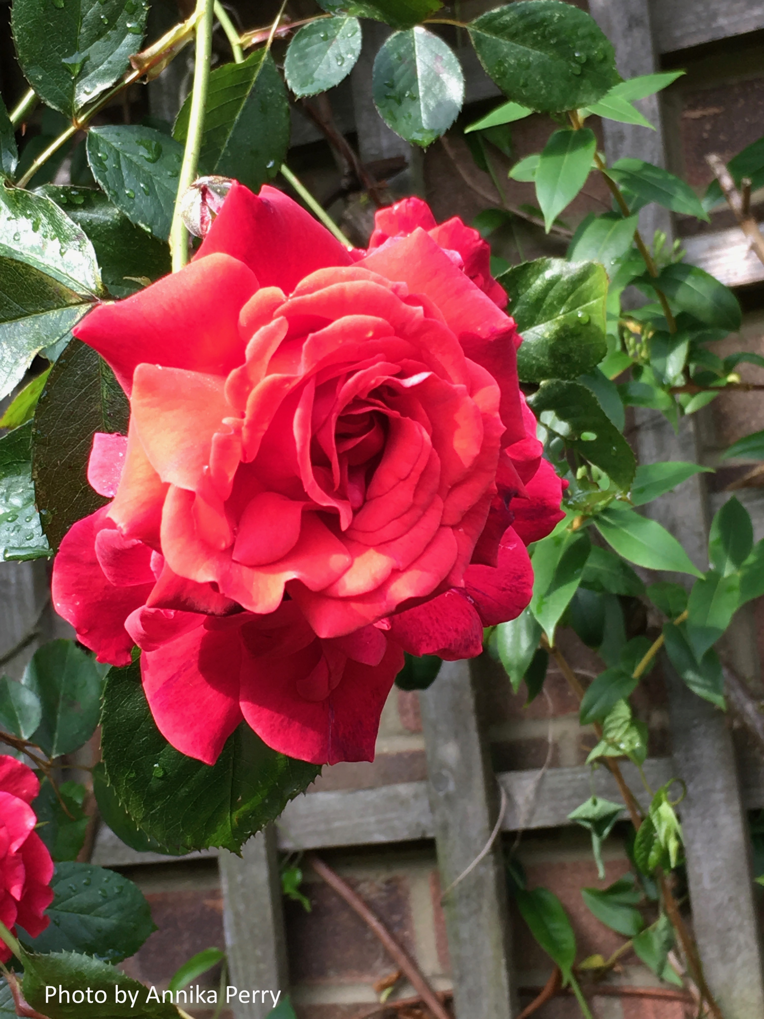 A WORLD OF ROSES – Annika Perry