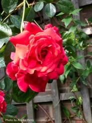 A WORLD OF ROSES – Annika Perry