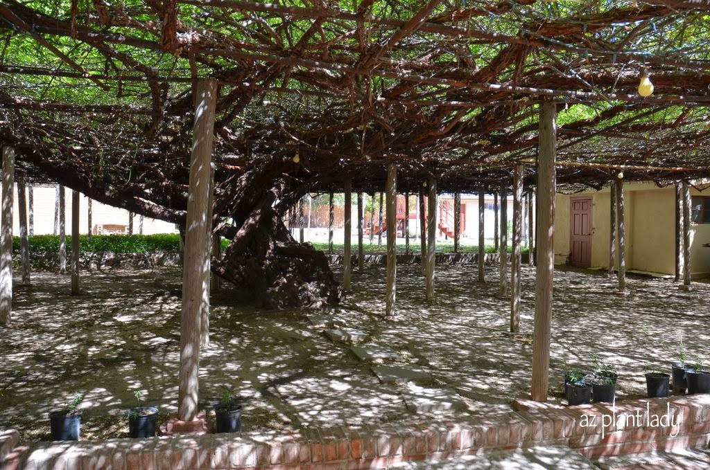 A WORLD OF ROSES – Annika Perry