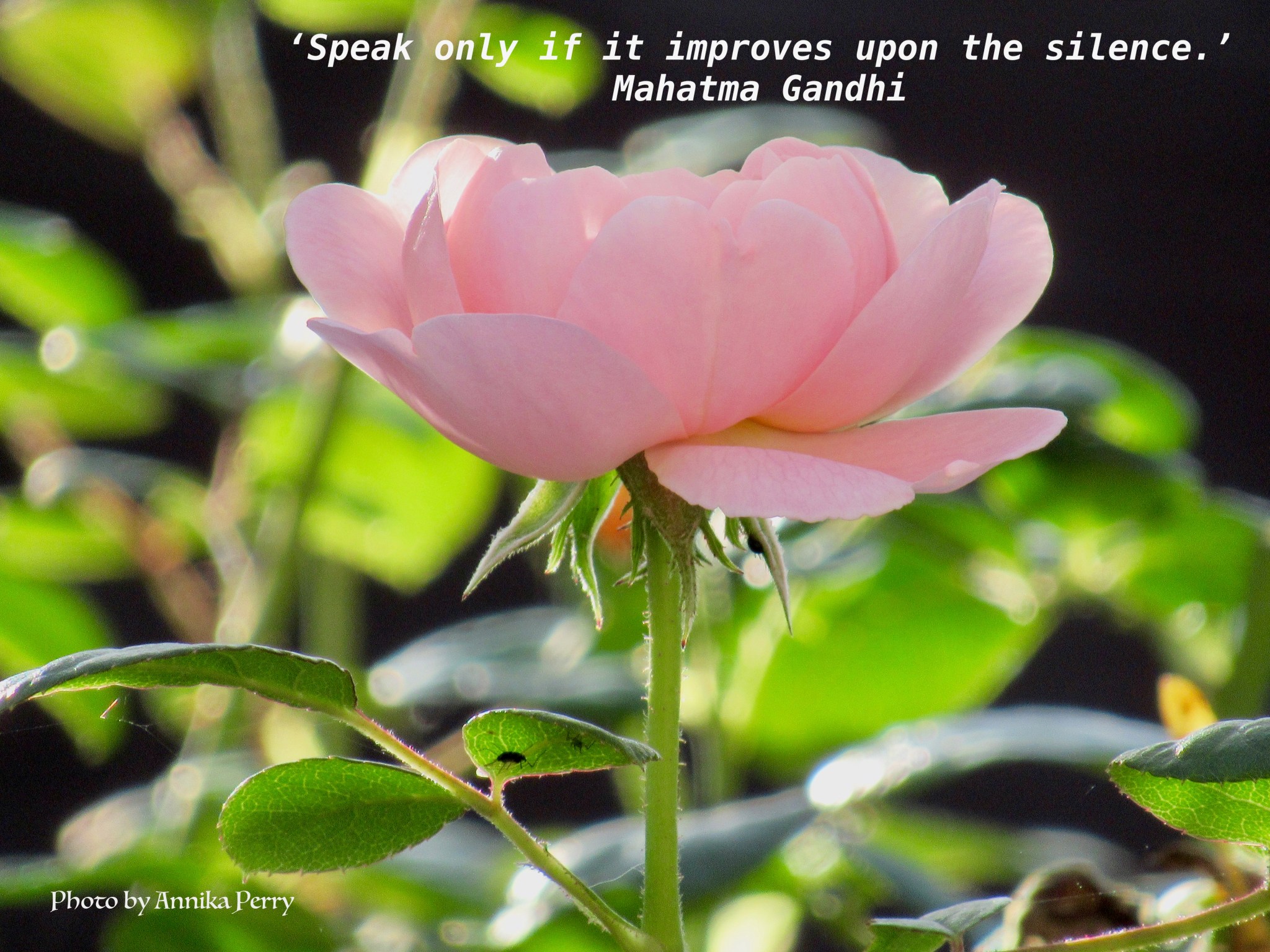 Annika Perry – A writer influenced by her Swedish heritage and ...