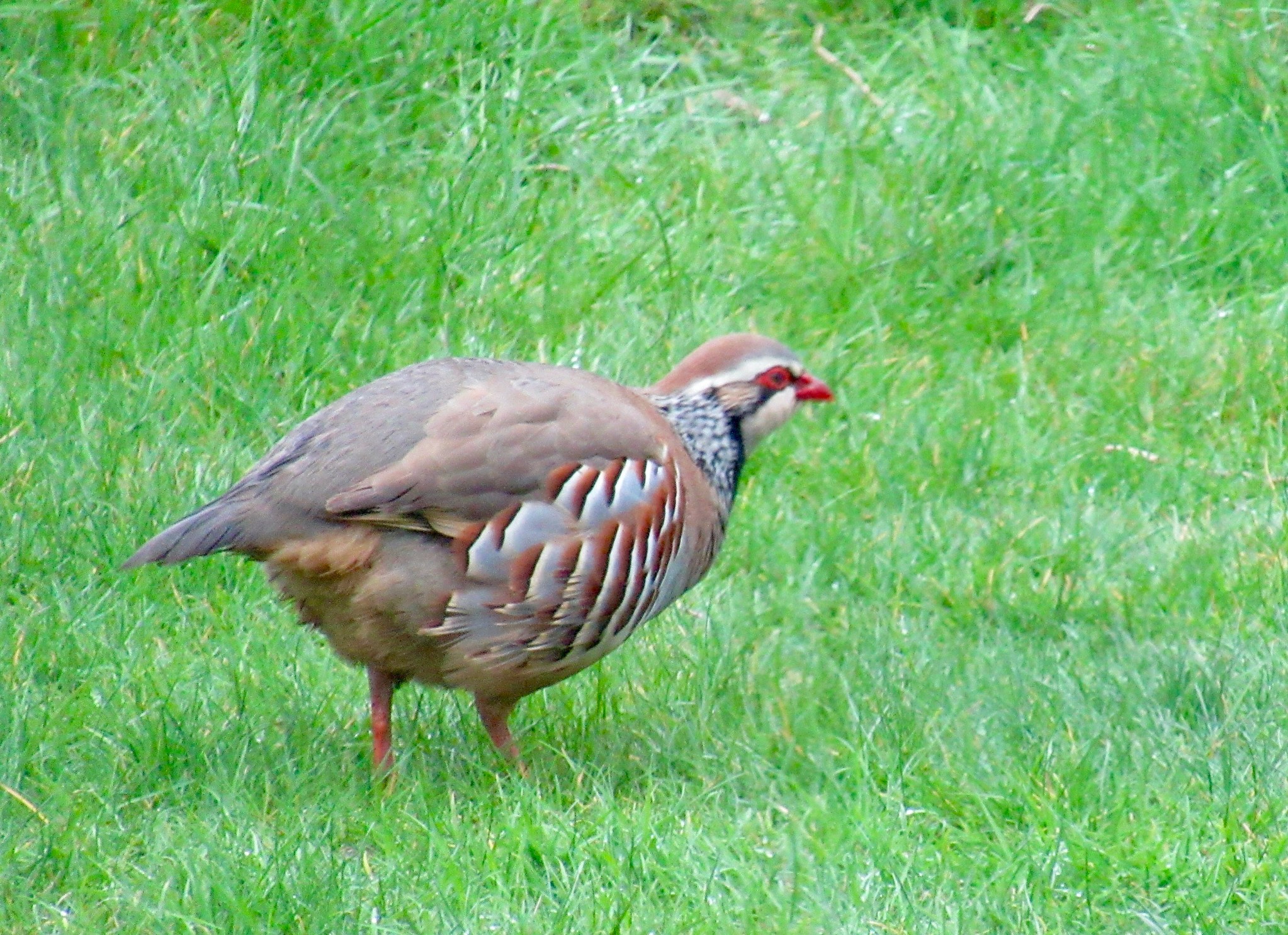 Annika Perry – A writer influenced by her Swedish heritage and ...