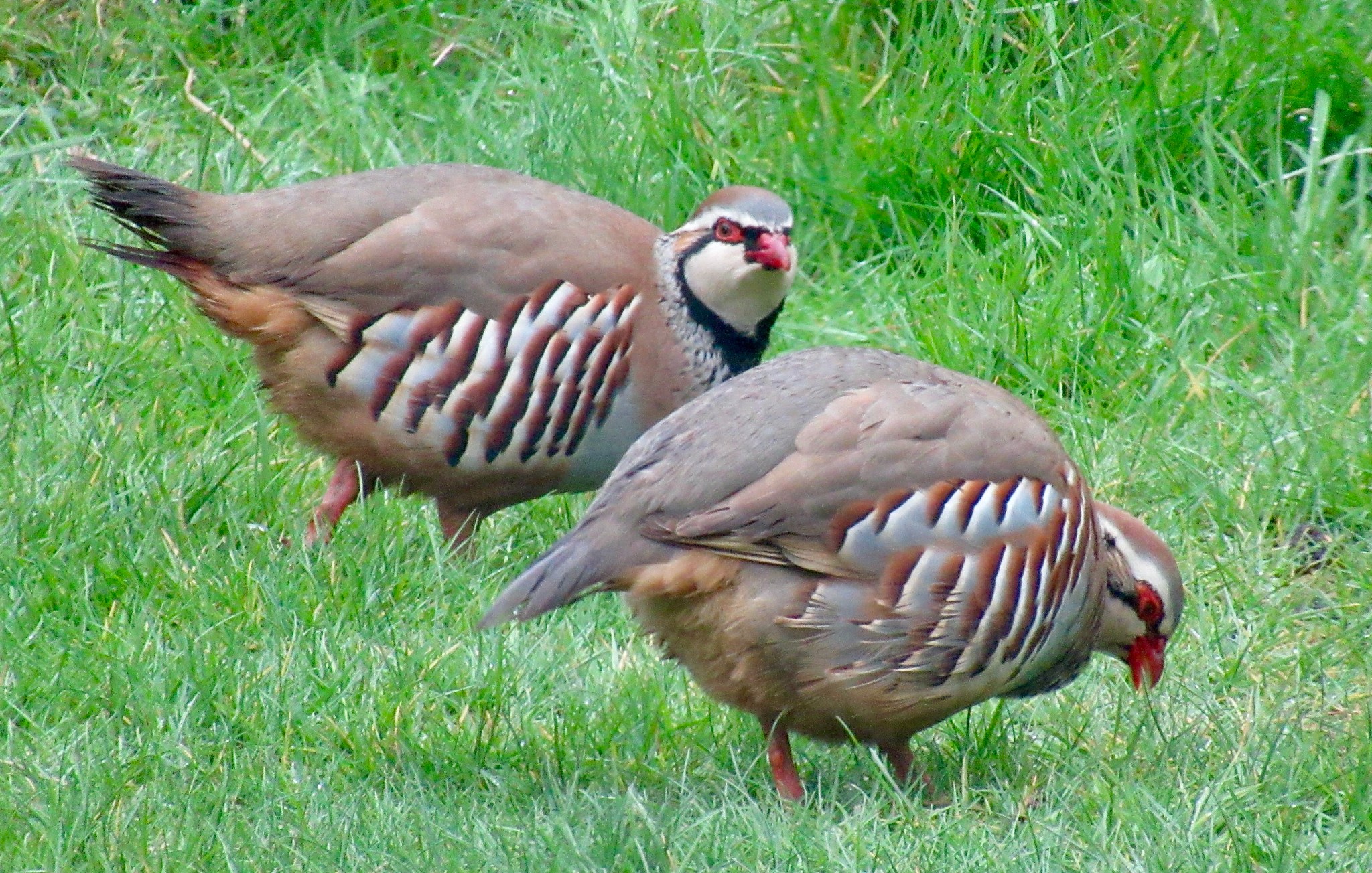 Annika Perry – A writer influenced by her Swedish heritage and ...