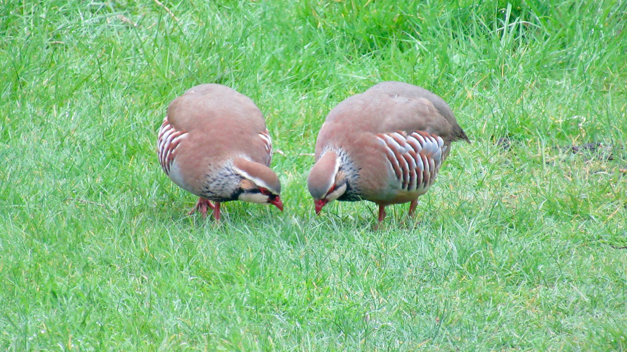 Annika Perry – A writer influenced by her Swedish heritage and ...