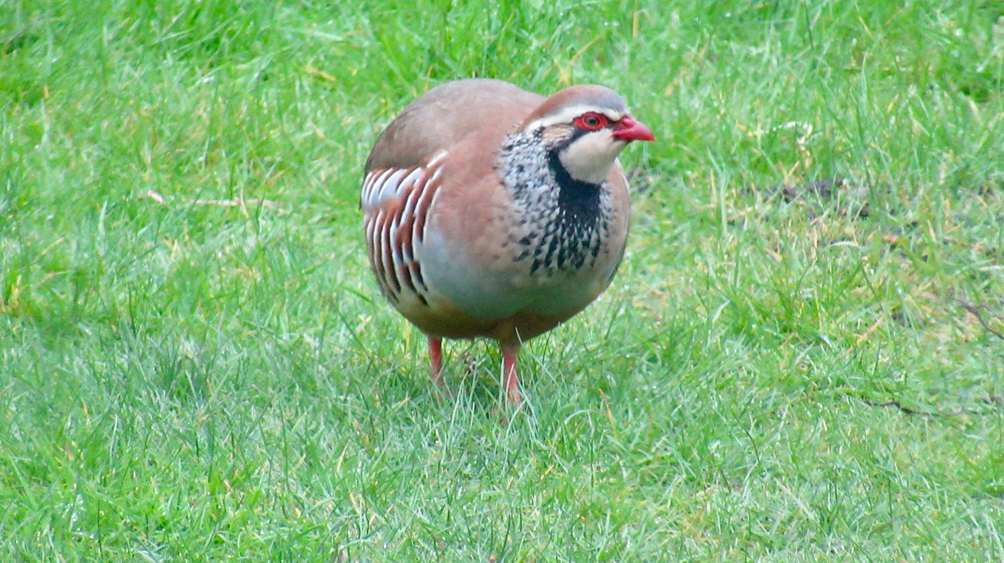 Annika Perry – A writer influenced by her Swedish heritage and ...