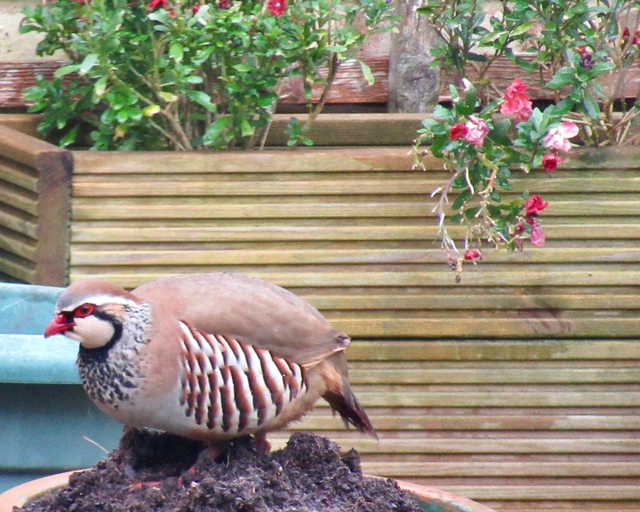 Annika Perry – A writer influenced by her Swedish heritage and ...