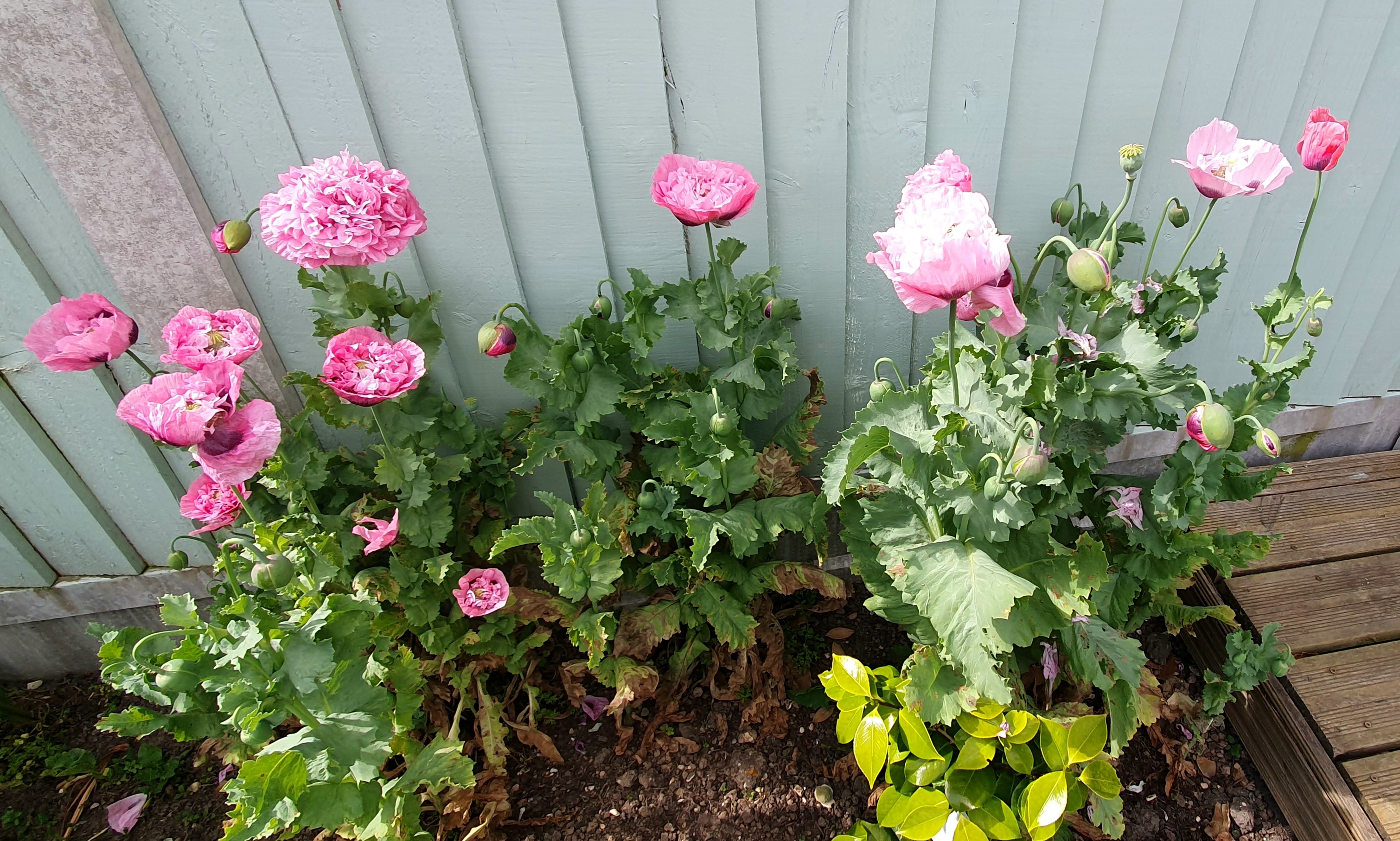 Annika Perry – A writer influenced by her Swedish heritage and ...